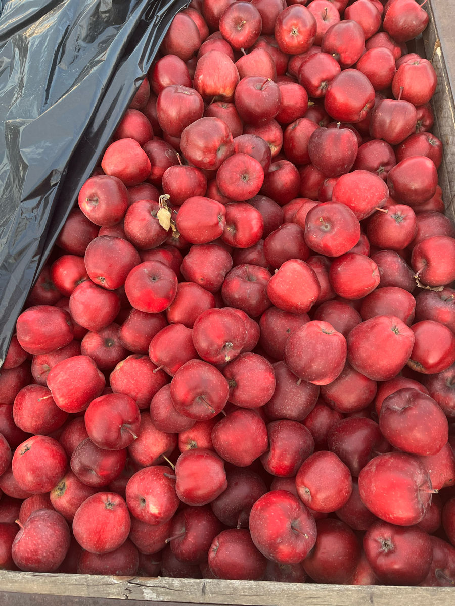 Vând mere Golden-Rihard