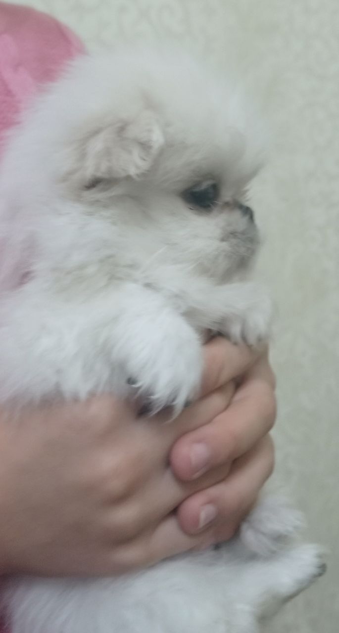 Pikinez Imperial(Băiat).