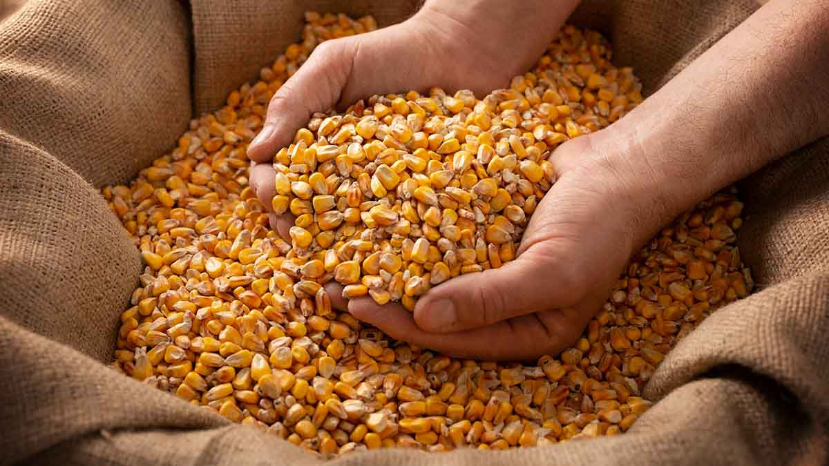 Vind porumb(grăunțe)