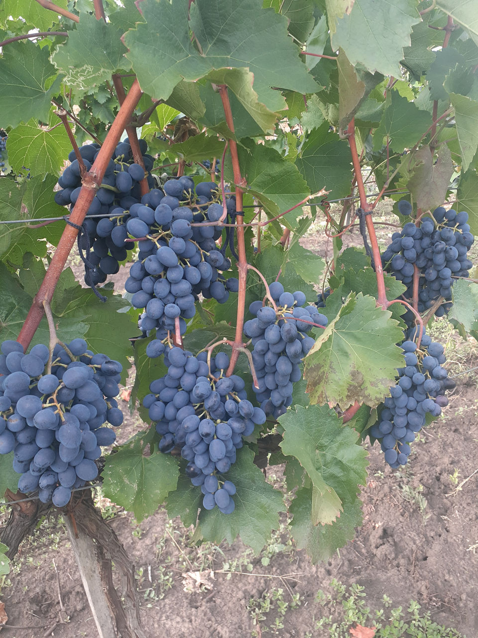 Struguri Moldova de calitate