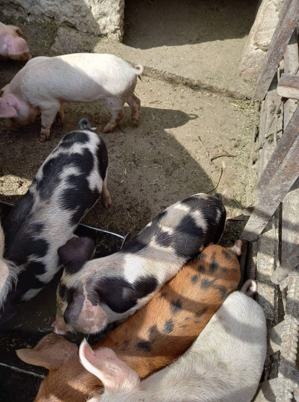 Vindem porci
