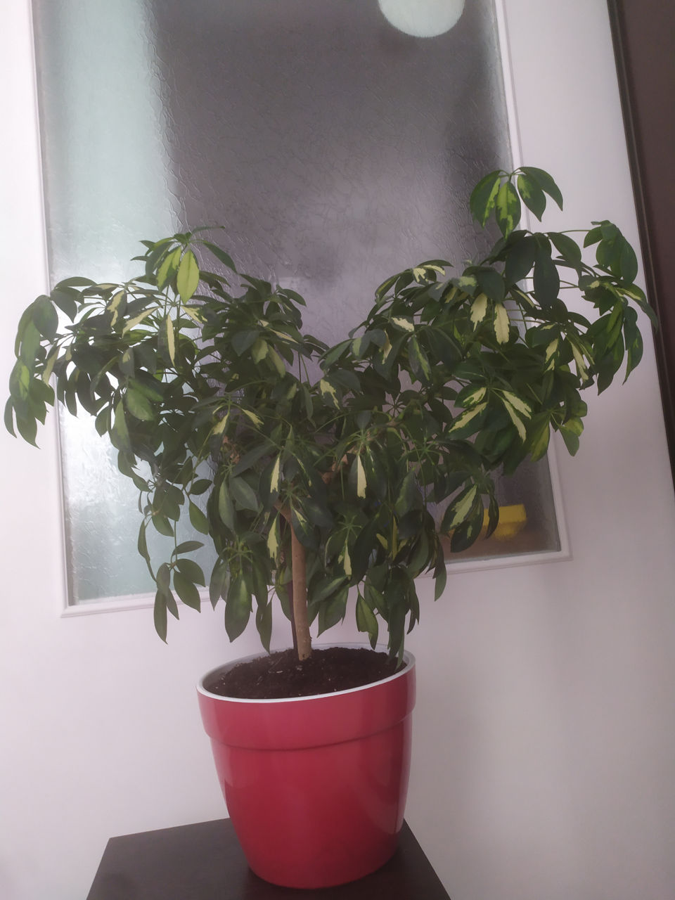 Vind plante de camera