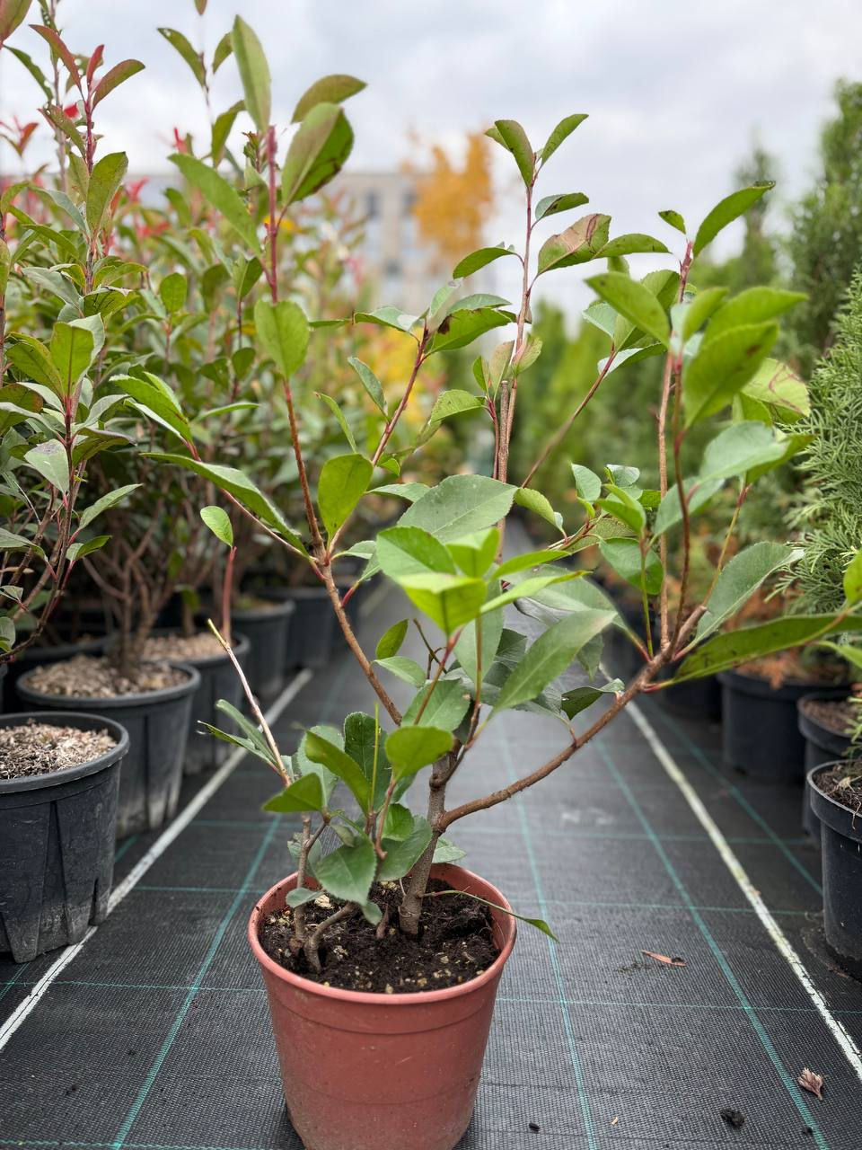 Photinia pentru gard viu