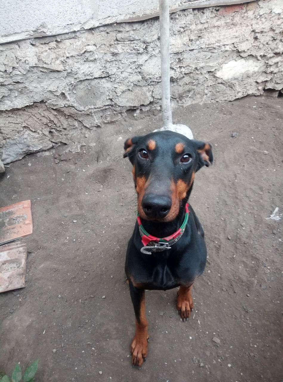 Vind caine paroda doberman.Urgent..