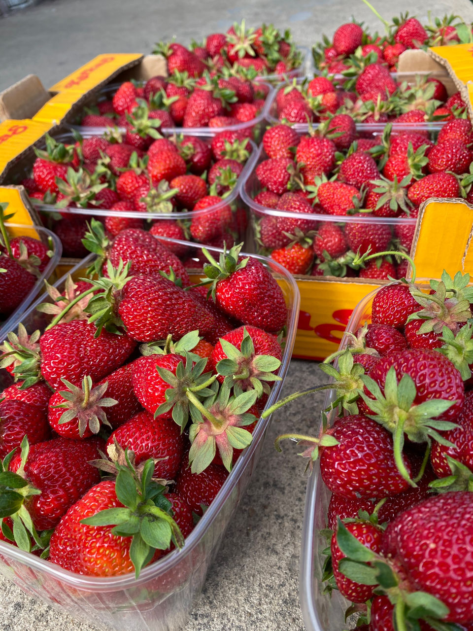 Rasad de capsuna Asia, Albion, Malwina si Clery.