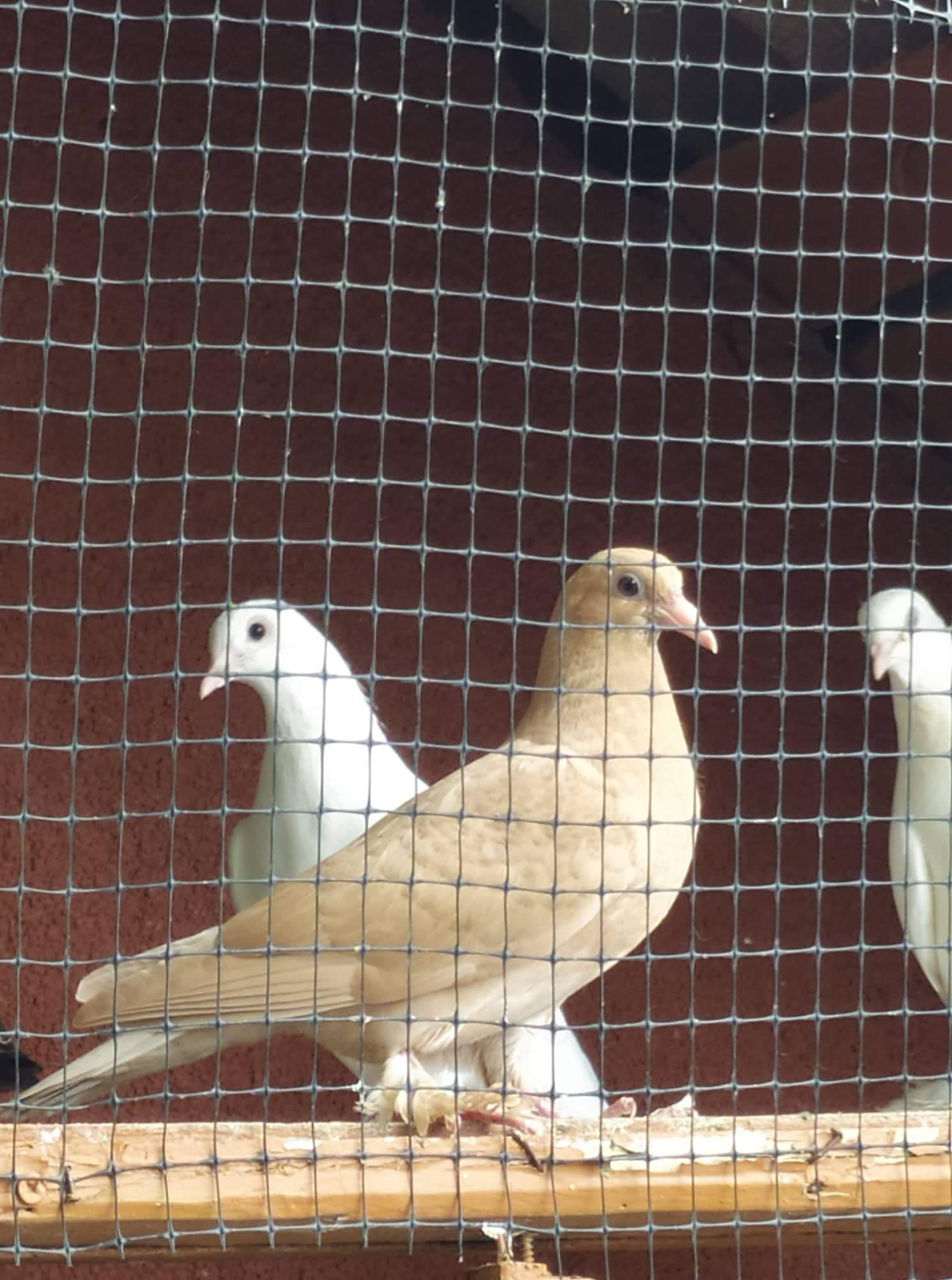 Porumbei de vânzare!!!