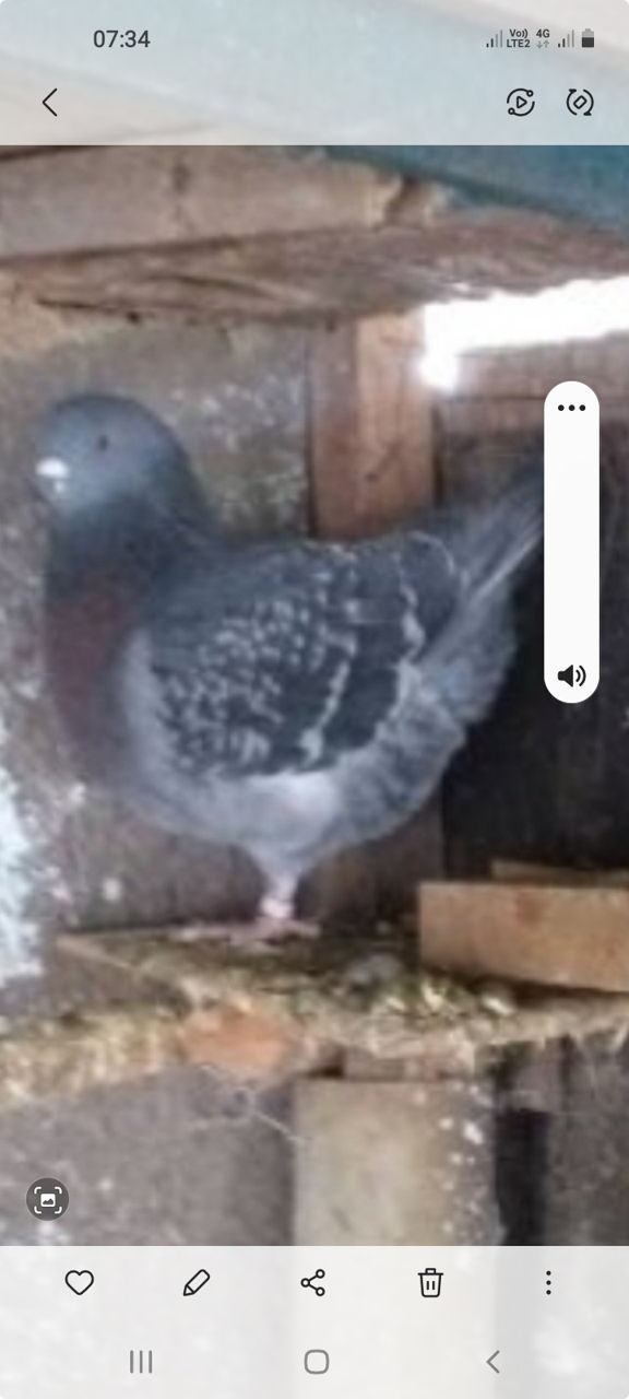 Vind sau schimb pe gusati gaini epuri