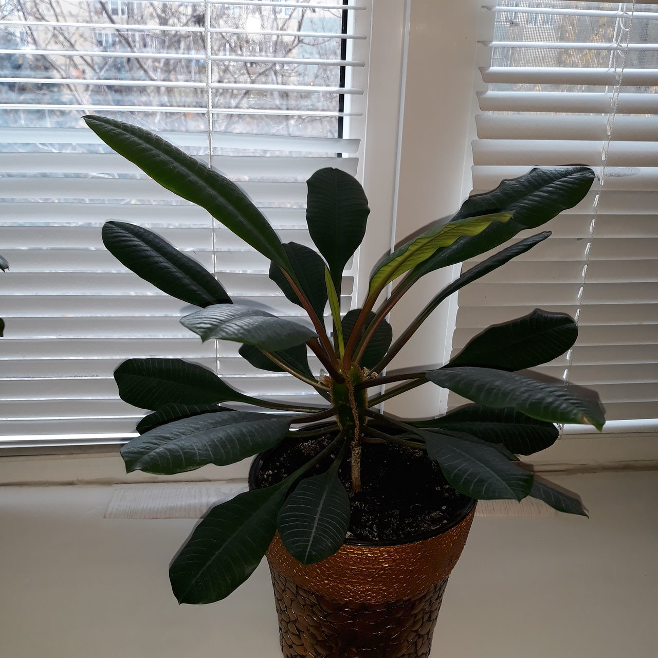 Vind floare de cameră