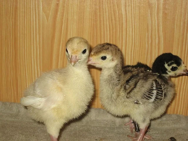 vind curculite 60 lei