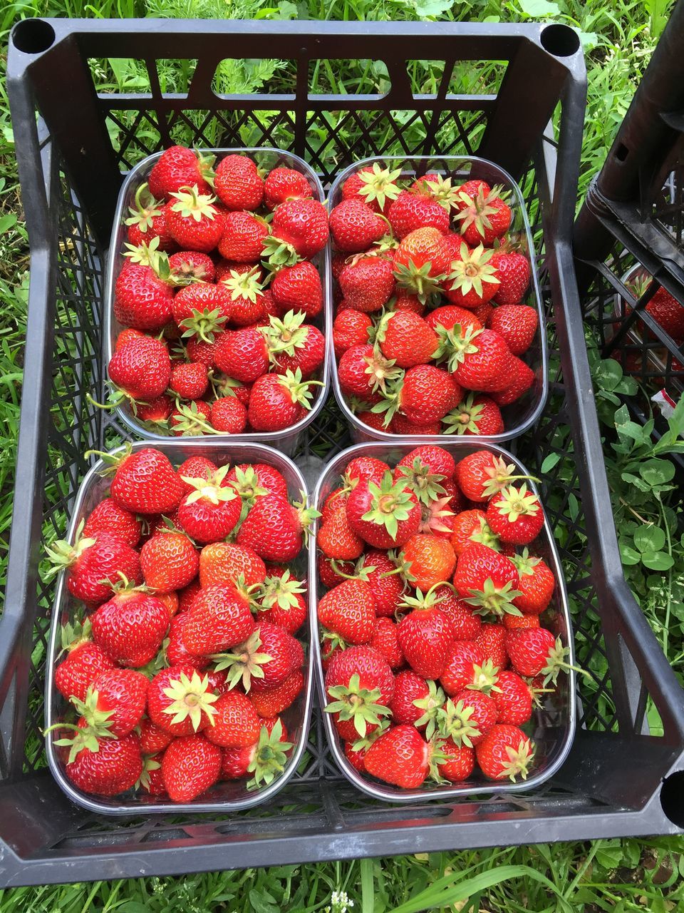 Rasad de capsuna care rodeste de mai multe ori pe an! soi albion ...