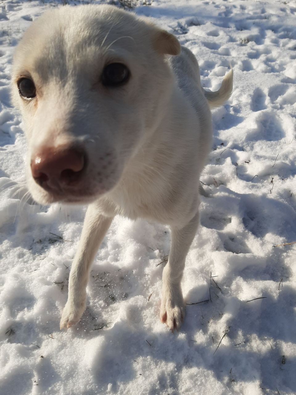 Adopta un catelus Frumos si Blind pe nume Nicusor