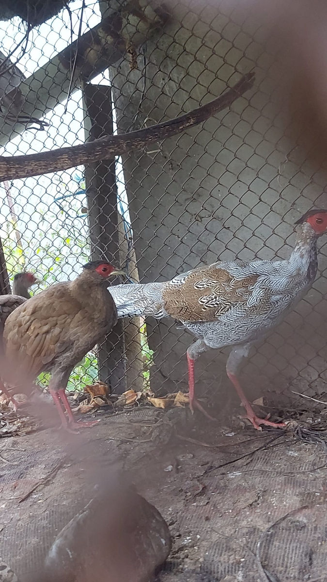 Fazan: regal, argint, cimun.