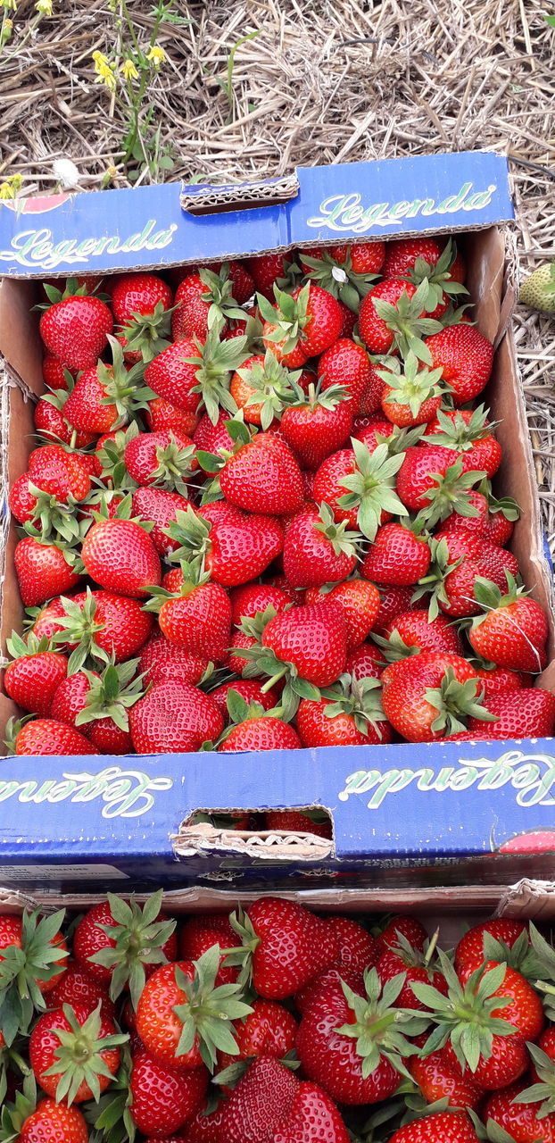 Vindem rasad de capsuna soi Albion original 1000%. Pentru plantarea in ...