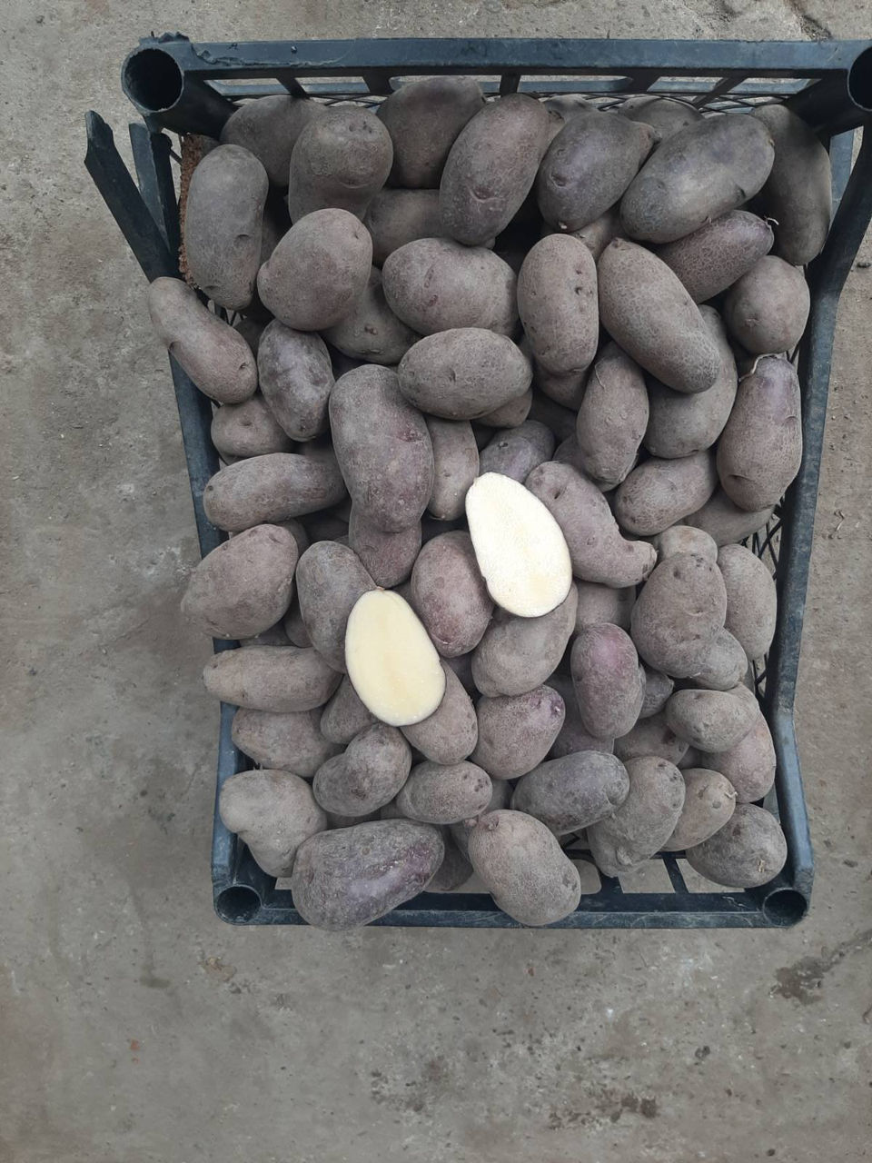 Vind cartofi Americanca si Albastra, crescuti ecologic