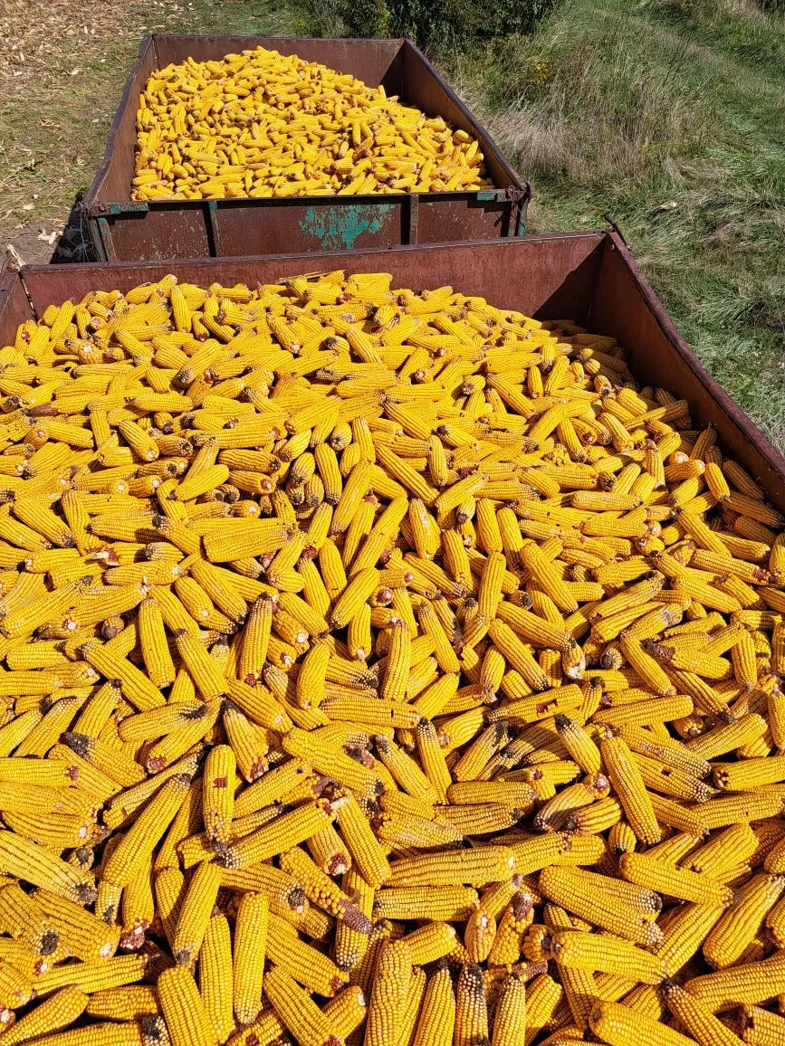 Buna ziua, vindem porumb tot cu stiulete