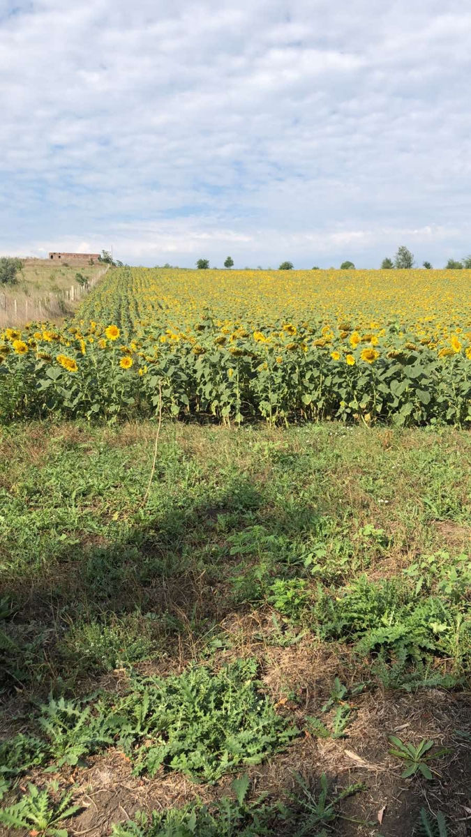 10 ha Edinet Bădragii Noi