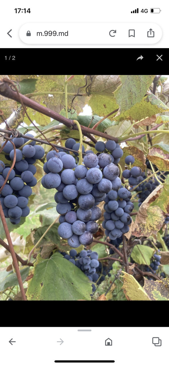 Poama lidia ( capsuna)