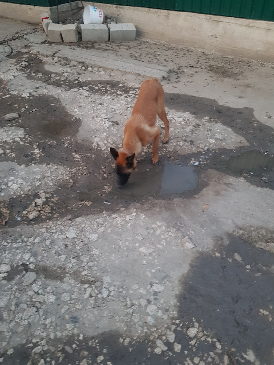 Vînd chîine belgian.