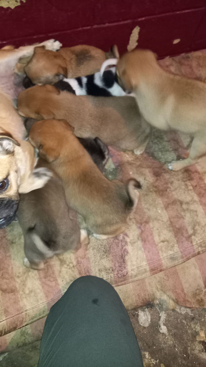 Vind catei de rasa Mops maninca tot am 3 baieti si 3 fetite