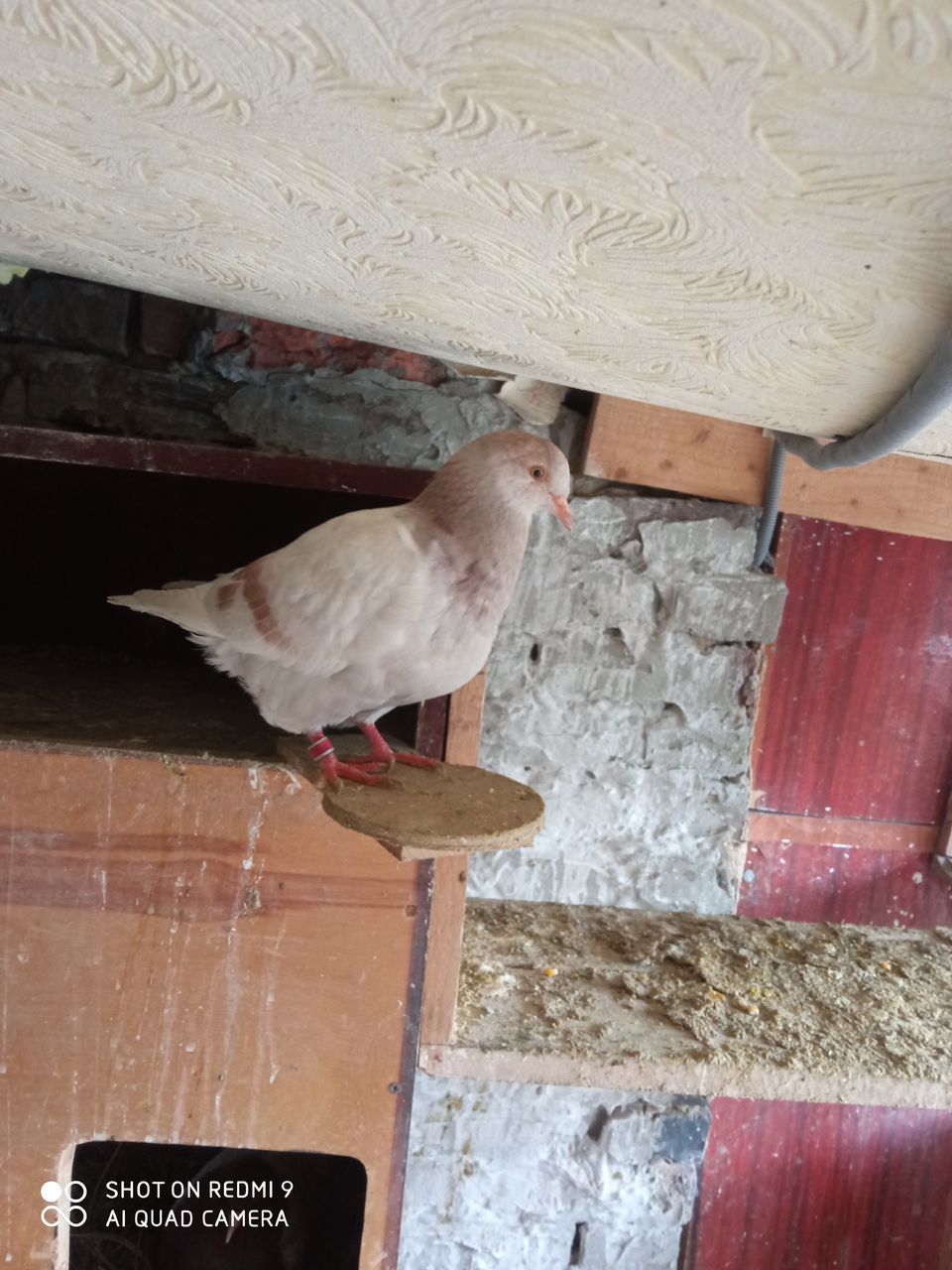 Vind pui porumbei texani.pui porumbei lux polonez.