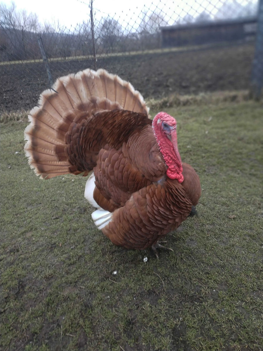 Curcani și ouă Bourbon