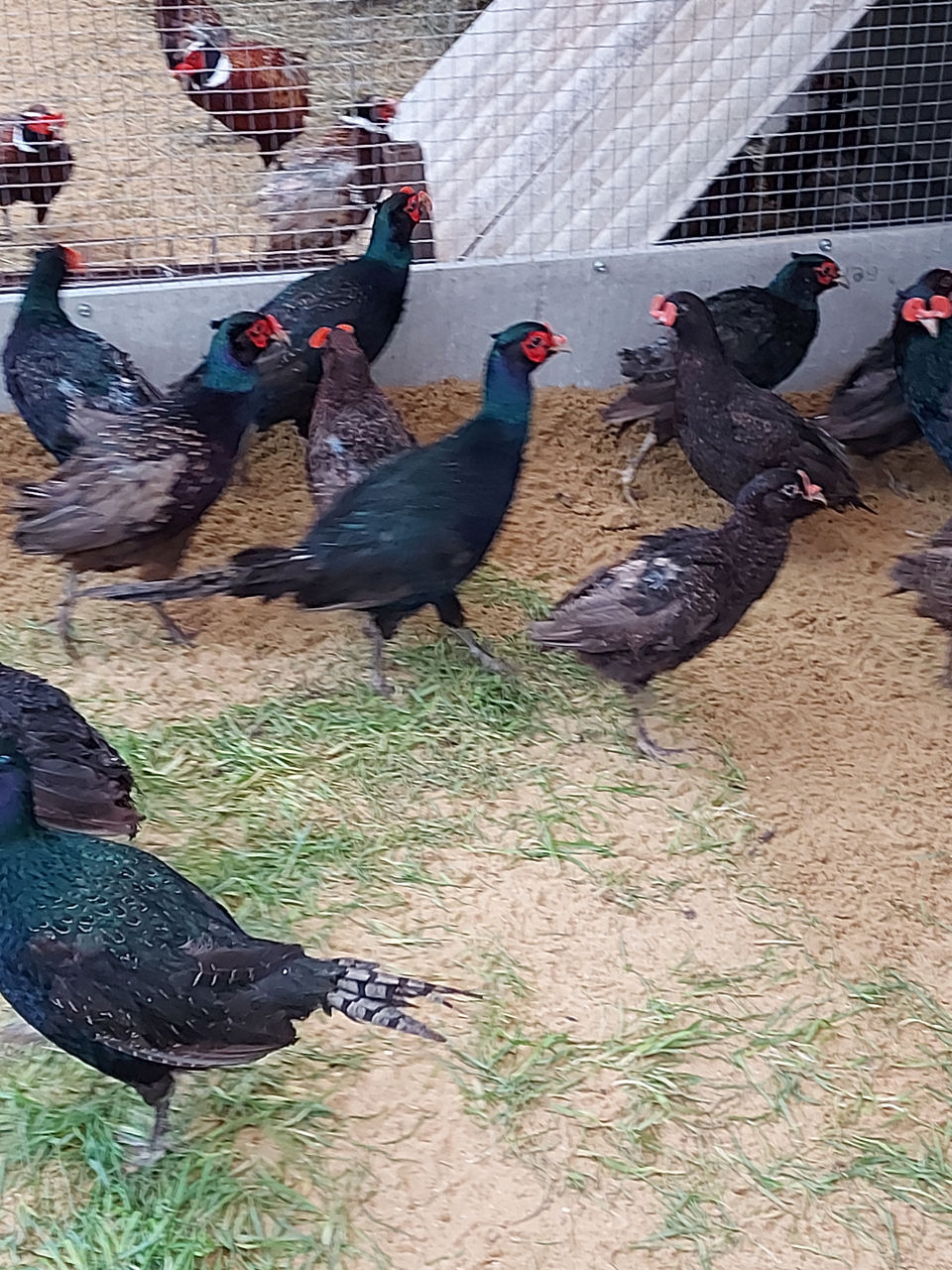 Fazani tenebroși 2022