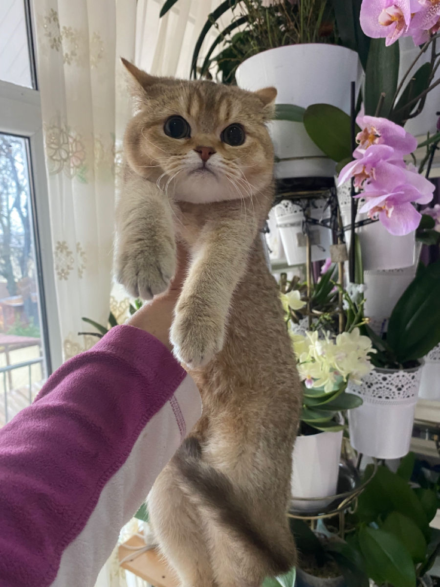 Котик золотой Шиншилы