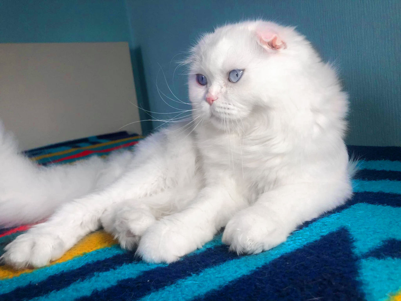 Pisoiași albi rasă pură, de la motan alb scottish fold longhair, ochi ...