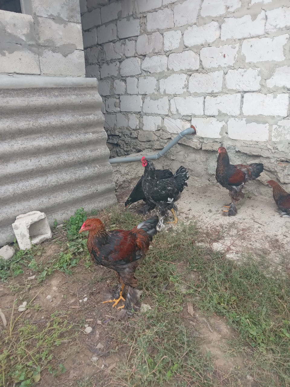 Vind porumbei gusati si cucosi tineri de brama