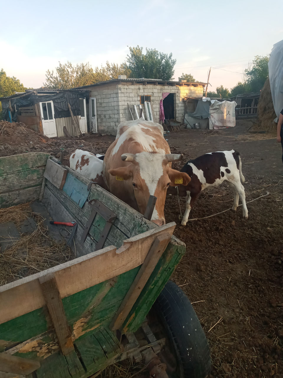 Vaca si vitei si vitica