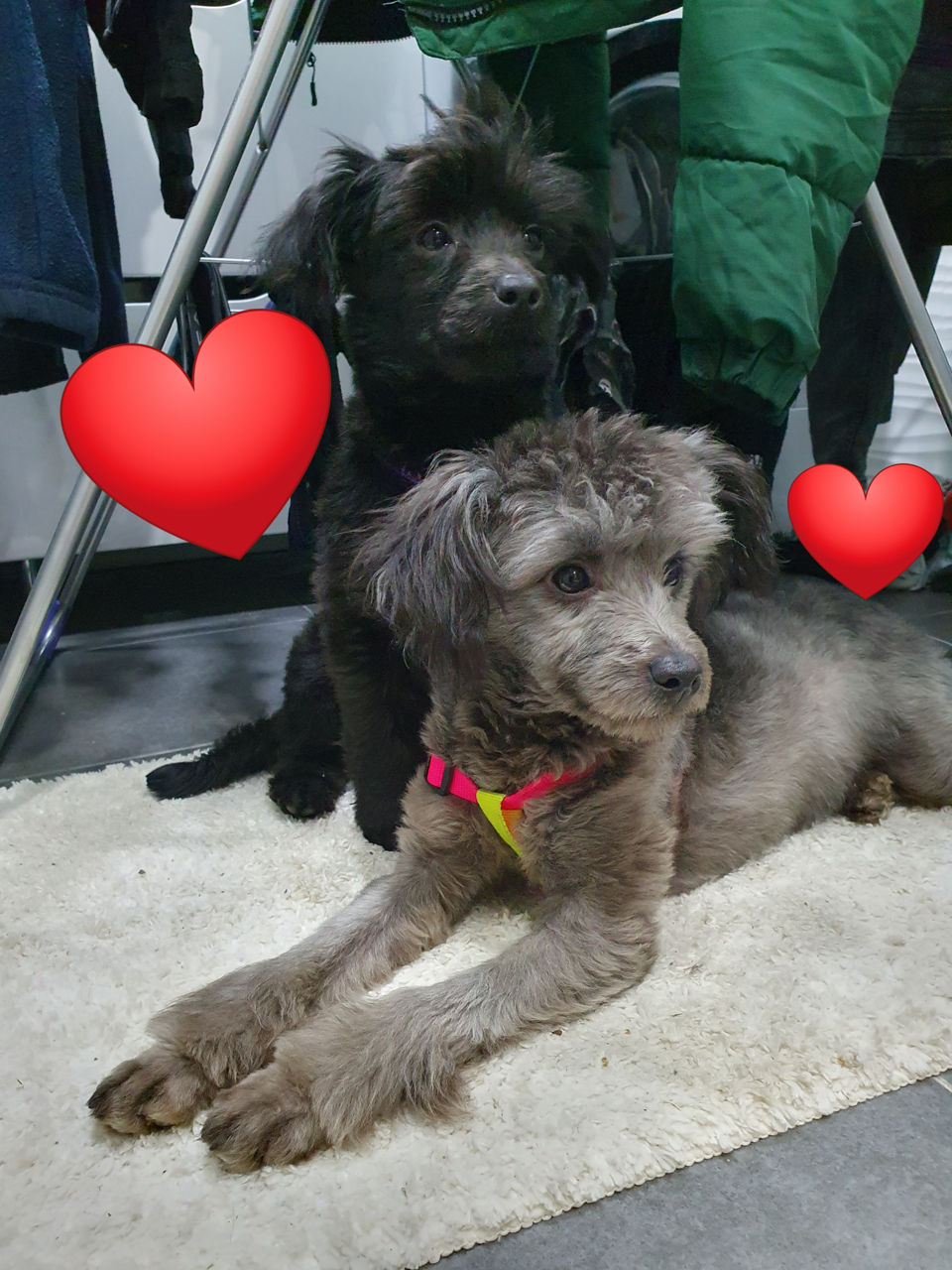 Fetite de rasa Pudel Pitic