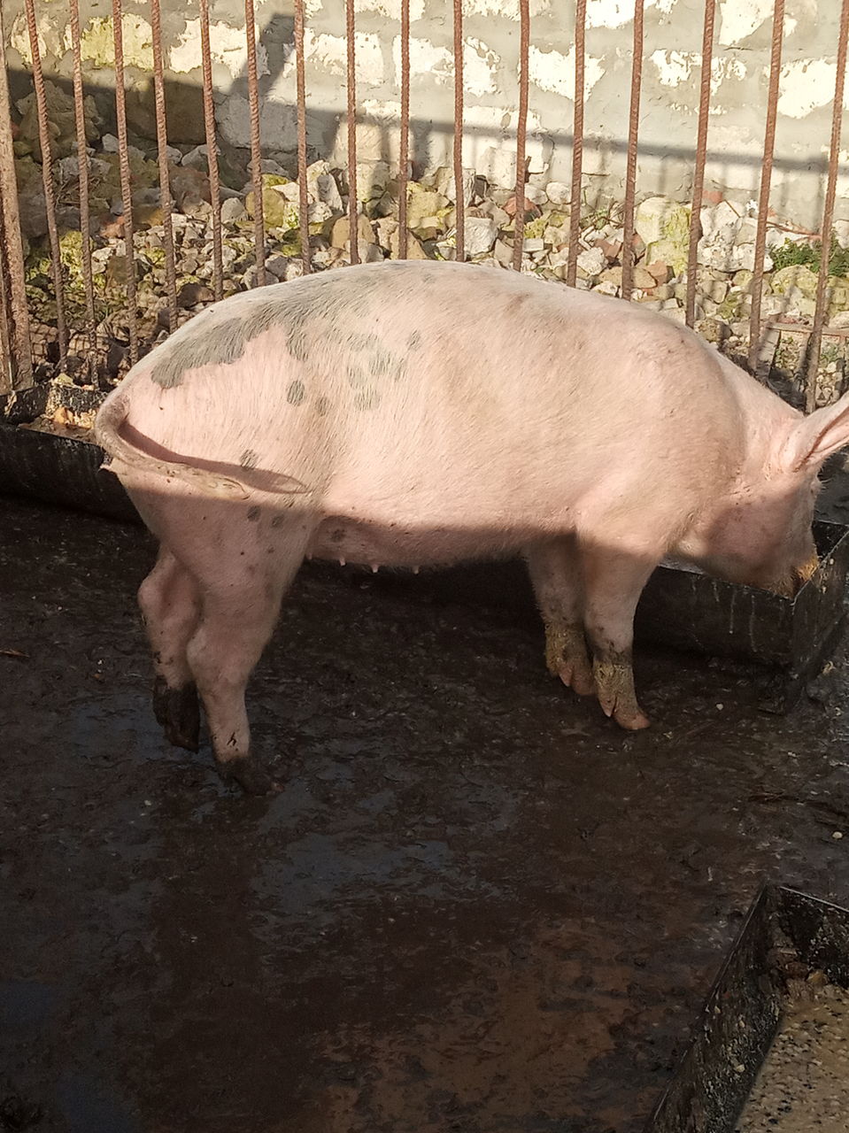 Porci de taiat