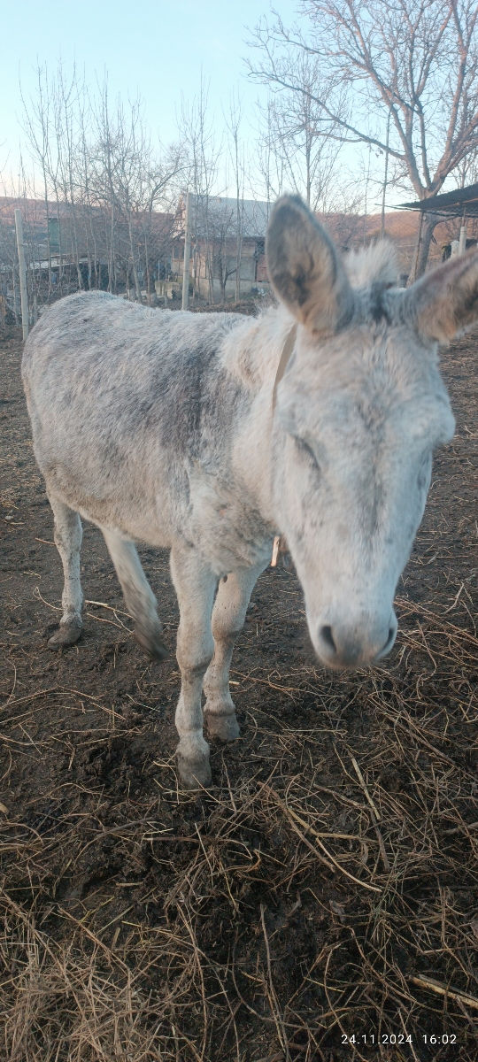 Magar pe porci mici sau gîste