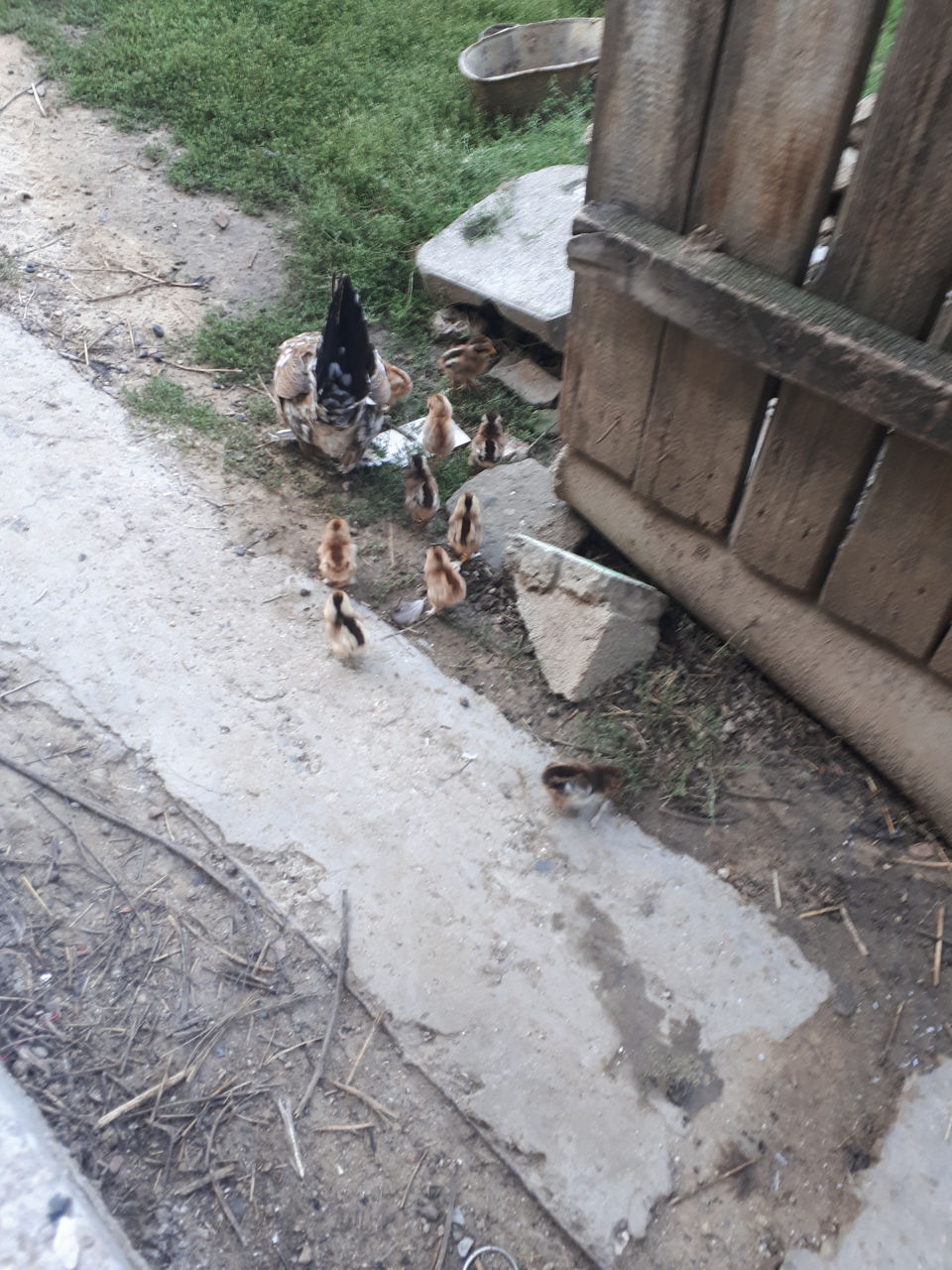 Vind fimilie de pui pitici incaltati