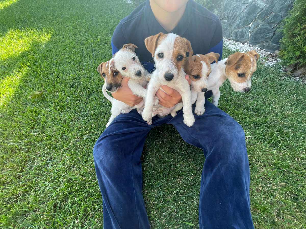 Vând căței de rasa Jack Russell Terrier