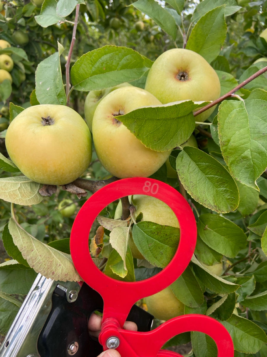 Mere Golden, Idared, Florina, Grenismit, Champion și alte