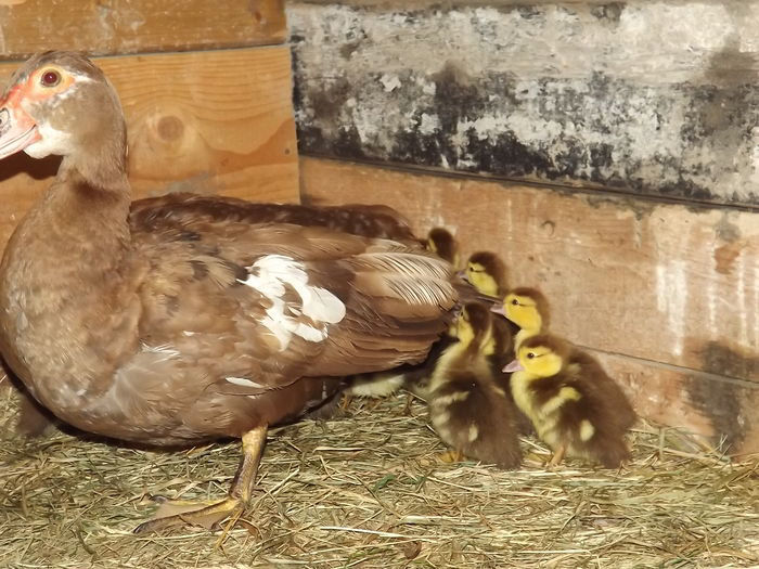 Ratuste mute de vinzare-60 lei/buc