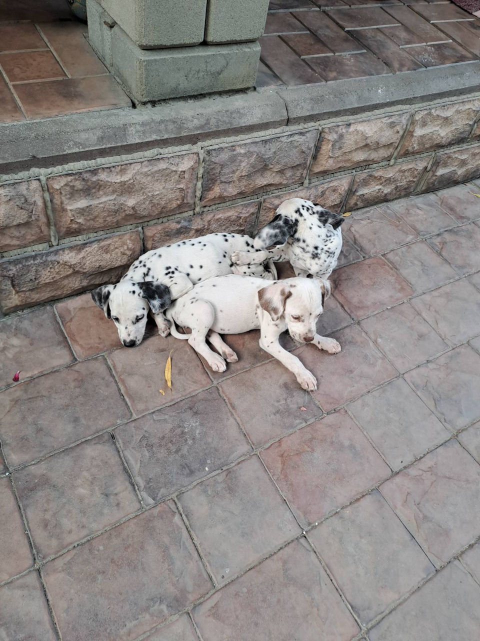 Catei Dalmatian 800 lei