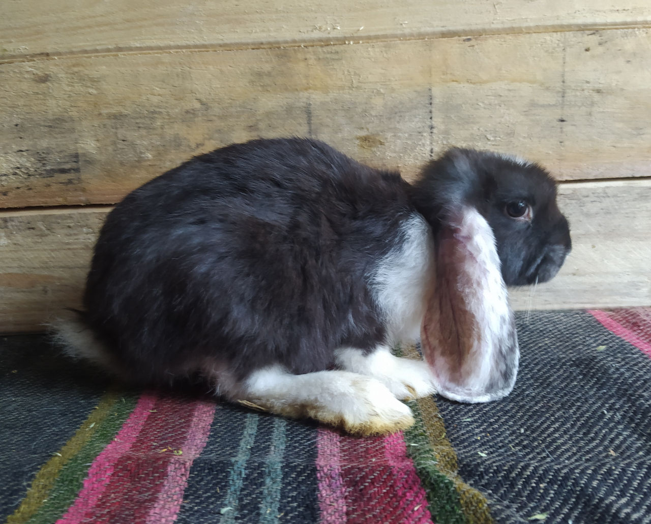 Iepuri berbec german