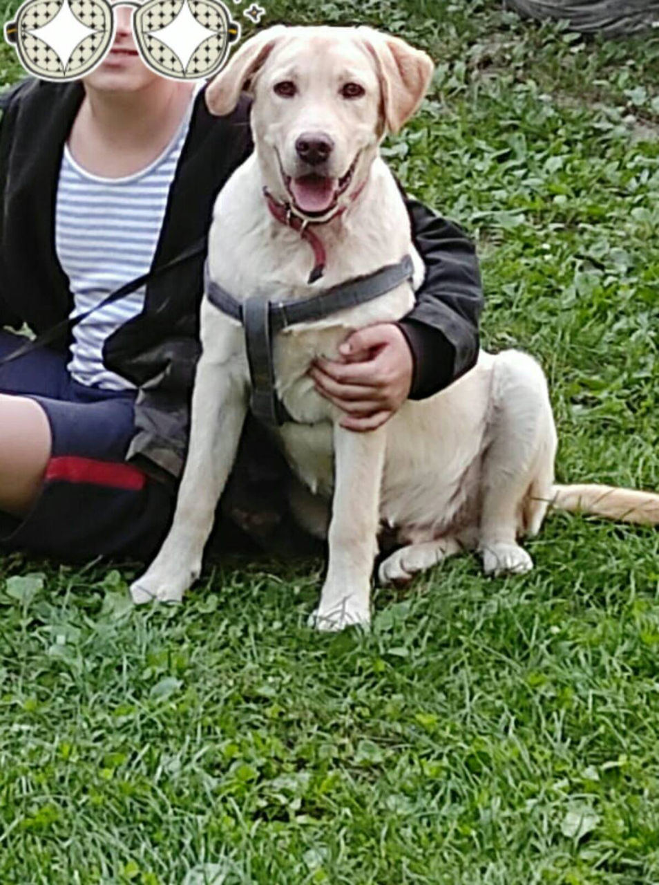 Labrador-Retriver alb-auriu