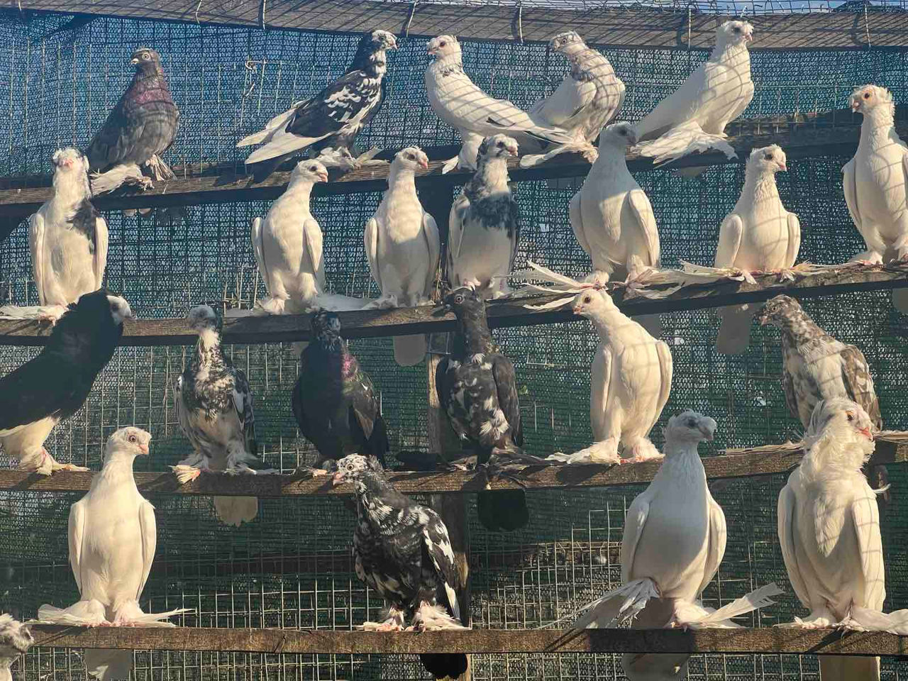 Porumbei