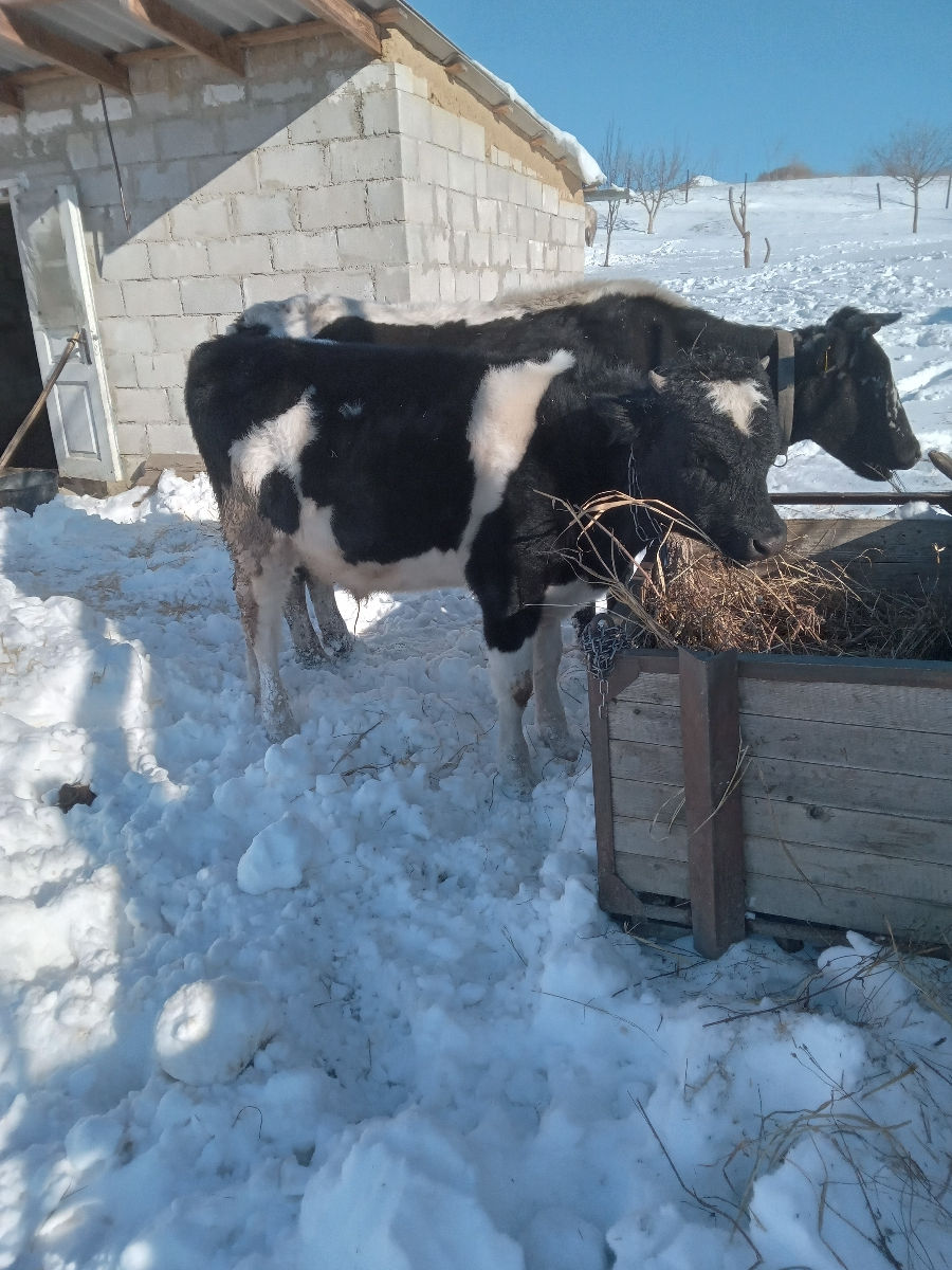 Vînd buhai de 2 luni si vitică de 9 luni cei cointe resati sunati