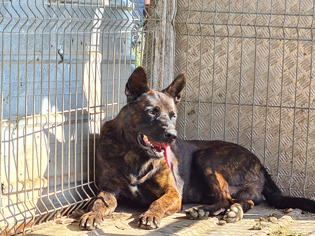 Cine lup belgian, rasă pură, Paște oi, vîrsta 5ani