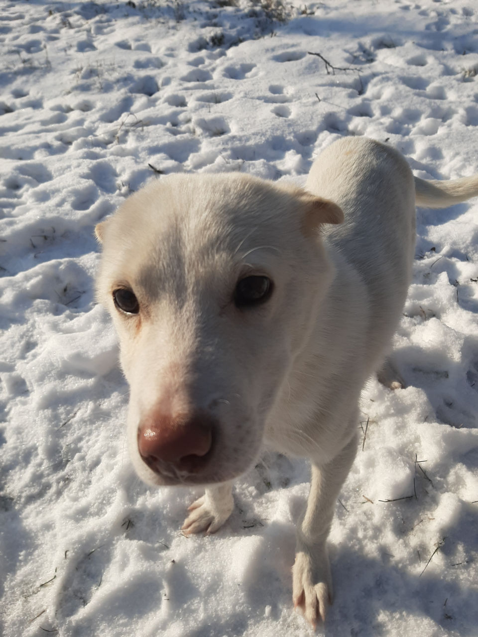 Adopta un catelus Frumos si Blind pe nume Nicusor