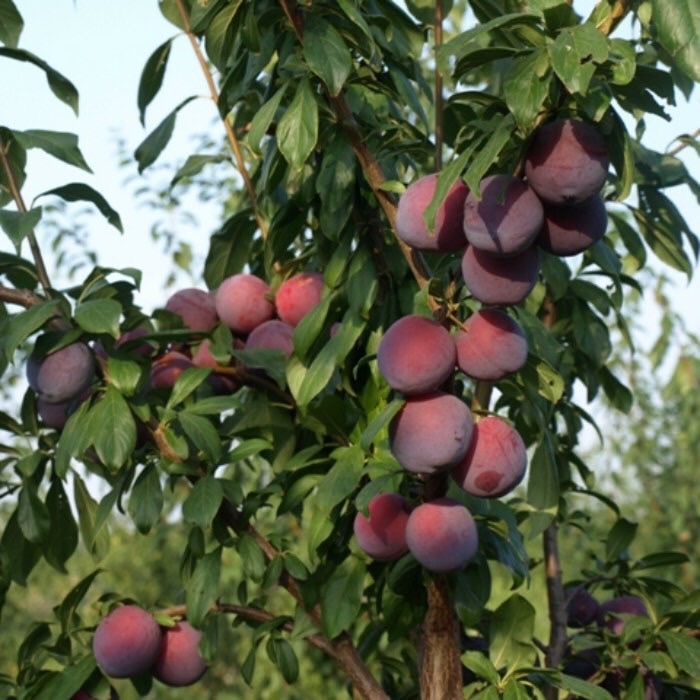 Livada de prun Black Star/Diamond