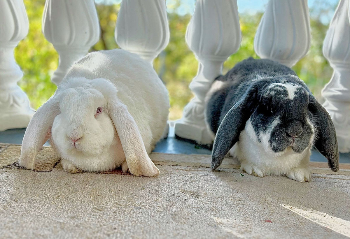 Vând iepuri berbec german