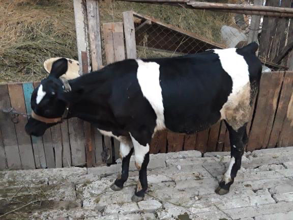 Vand vaca si Vitica!