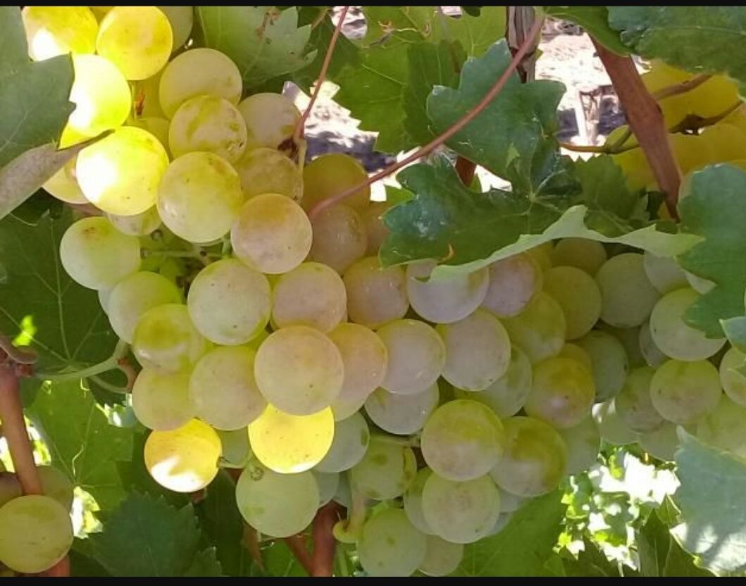 Se vinde poama :alba de suruceni si leana