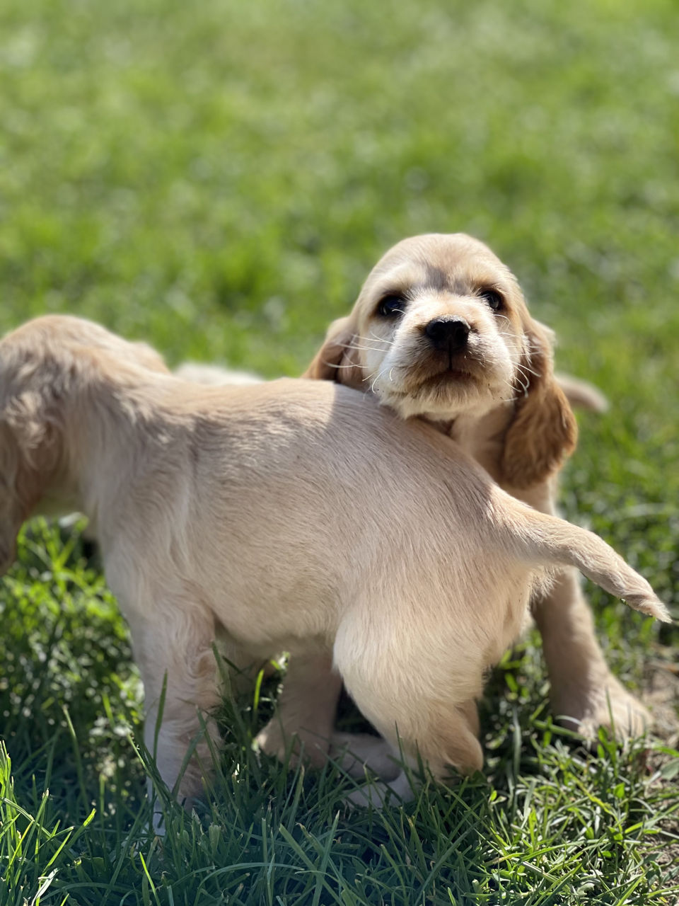 Cocker spaniel Căței vind urgent