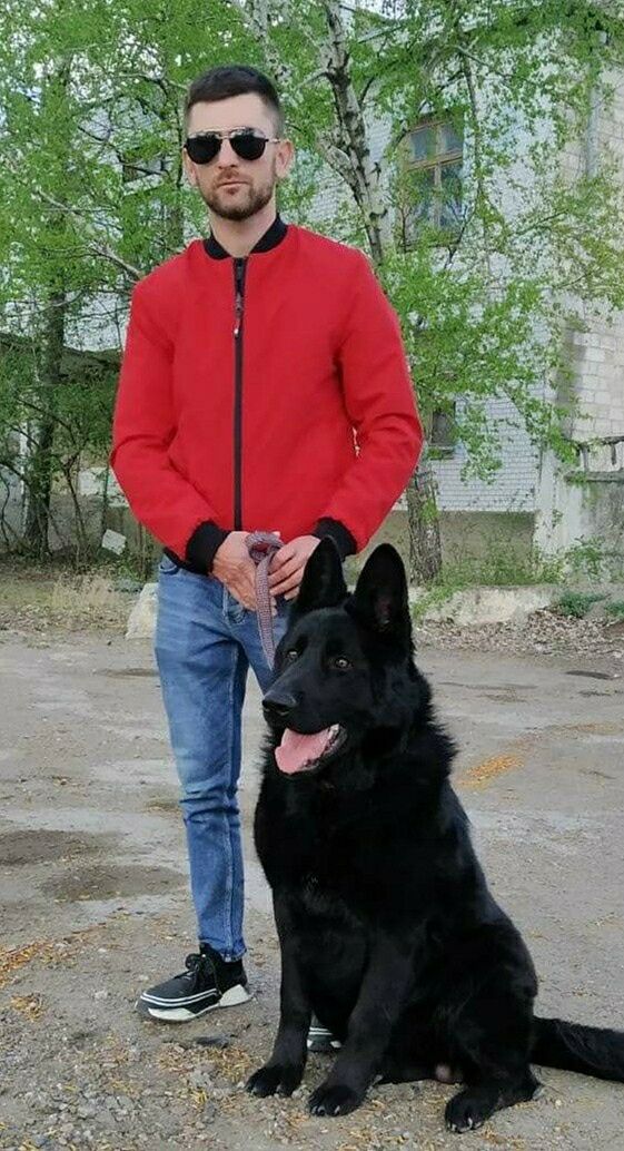 Ciobanesc German negru